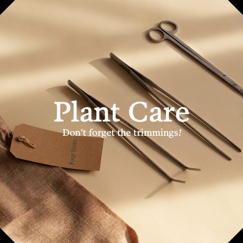 Four Store ~ Shop terrariums online – Four Store