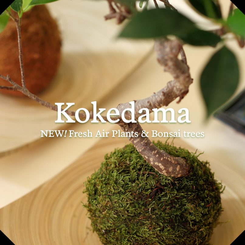 Four Store – Terrariums and nature